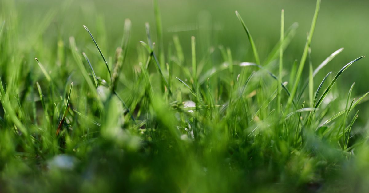 ¿Cómo mantener un pasto en buen estado? - Servicios Costa Verde